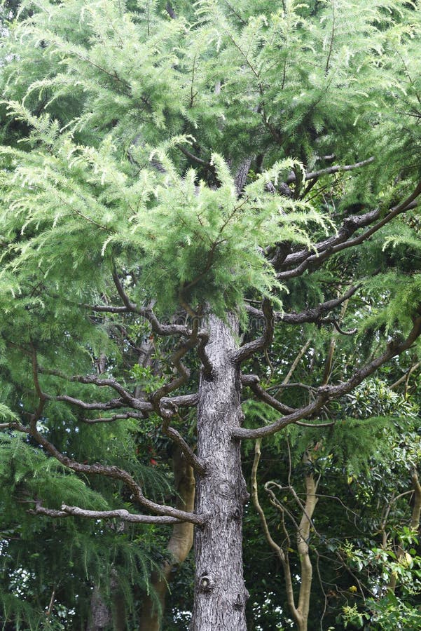 148 Ceder Tree Photos - Free & Royalty-Free Stock Photos from Dreamstime