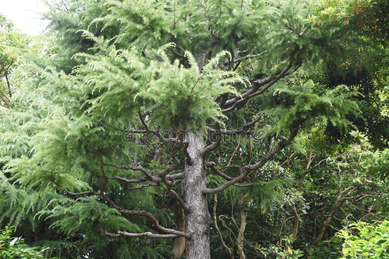 148 Ceder Tree Photos - Free & Royalty-Free Stock Photos from Dreamstime