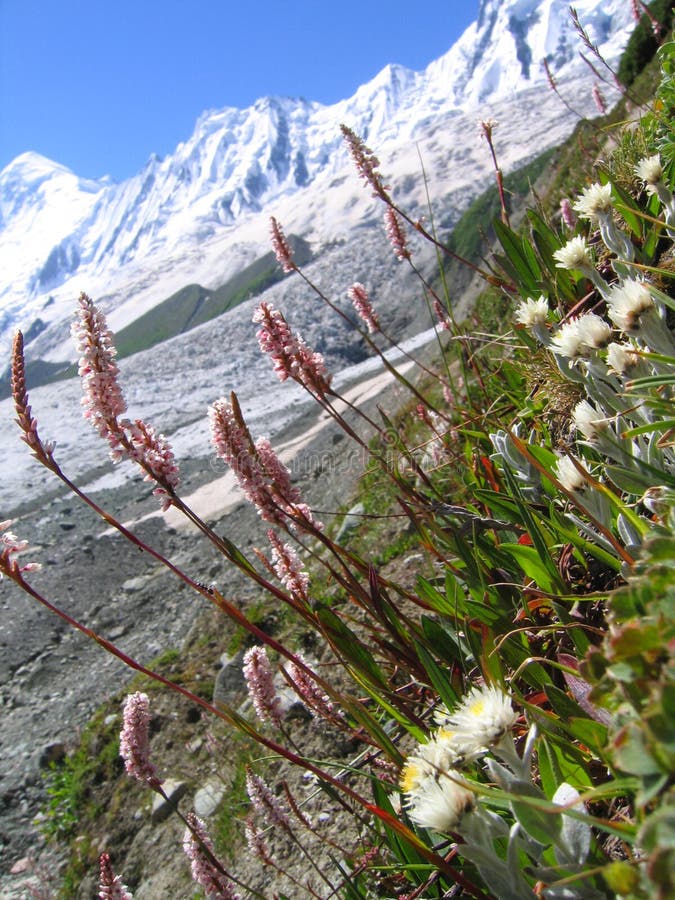Himalaya Flower Royalty Free Stock Photography - Image: 1951727