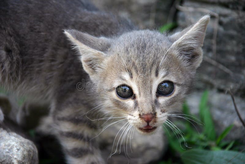 Himalaya Nepal Cat stock photo. Image of climb, inaccessible - 2838690