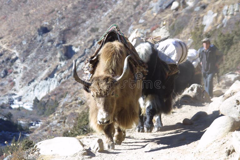 Himalaya Yak - Nepal stock photo. Image of stones, sherpas - 2545472