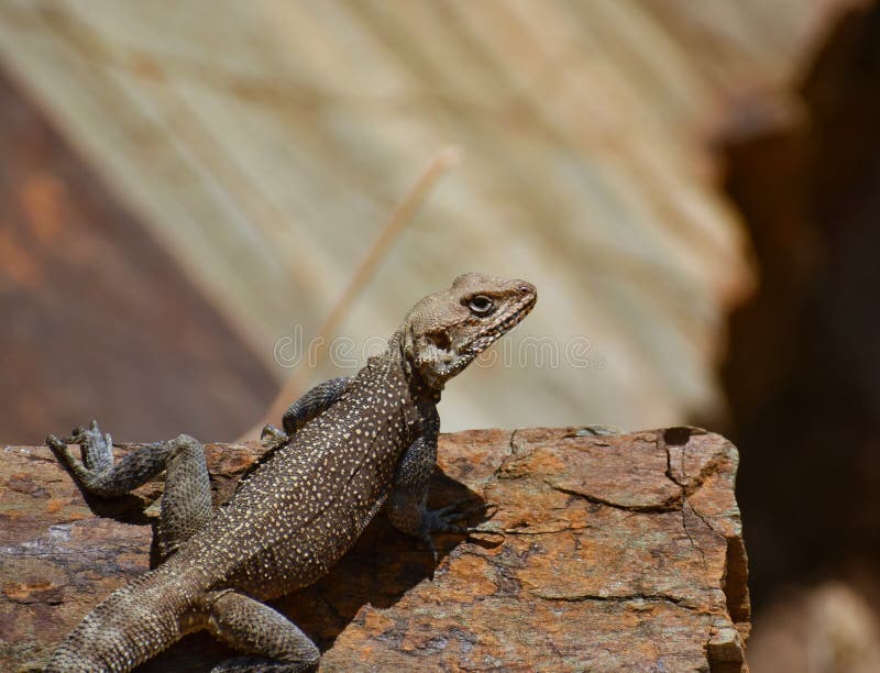 Himalayan Lizard stock image. Image of lizard, kashmir - 44981677