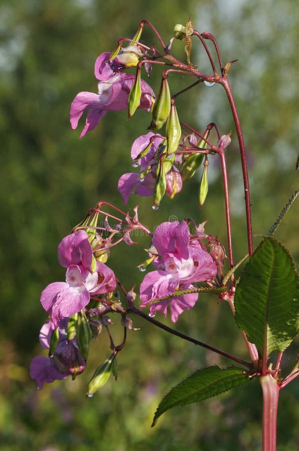 Himalayan Balsam stock image. Image of vertical, river - 27638191