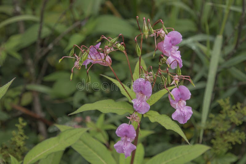 Himalayan Balsam Flowering and Going To Seed Stock Photo - Image of ...