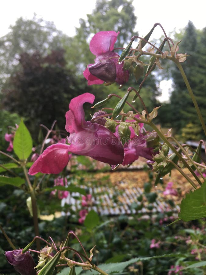 Invasive Weeds Seed Pods Flowers Stock Photos - Free & Royalty-Free ...