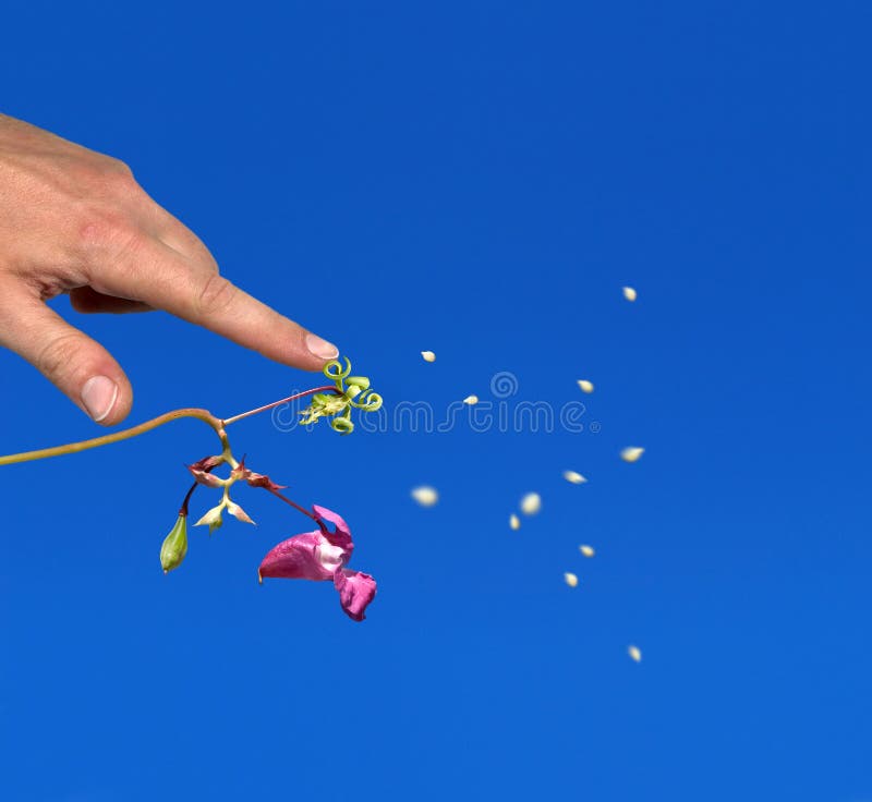 Himalayan Balsam (Impatiens Glandulifera) Stock Image - Image of color ...
