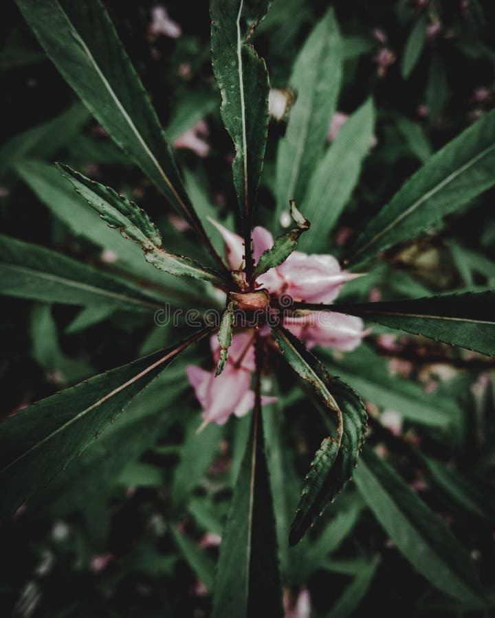 Himalayan Balsam stock image. Image of flora, closeup - 255732761