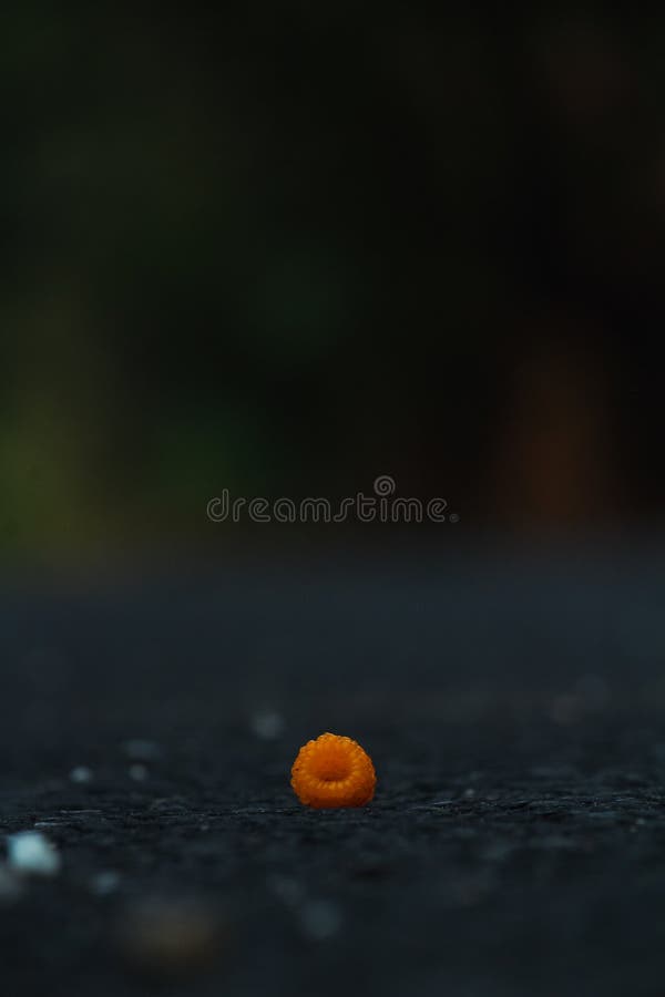 Orange Himalayan berry stock photo. Image of orange - 248114308