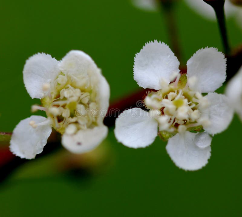 Himalayan Bird Cherry, Prunus Cornuta Stock Image - Image of himalayan ...