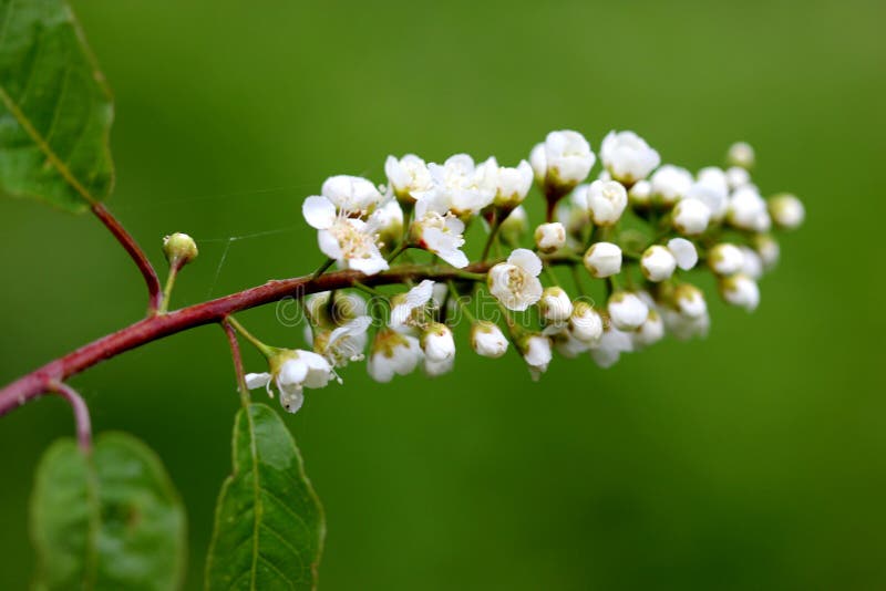Himalayan Bird Cherry, Prunus Cornuta Stock Photo - Image of flowers ...