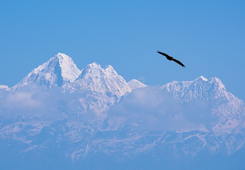 Himalayan Bird stock photo. Image of mountain, travel - 73715316