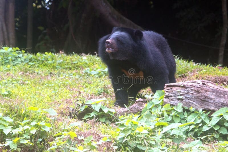 Himalayan Black Bear in National Park, India Stock Image - Image of ...