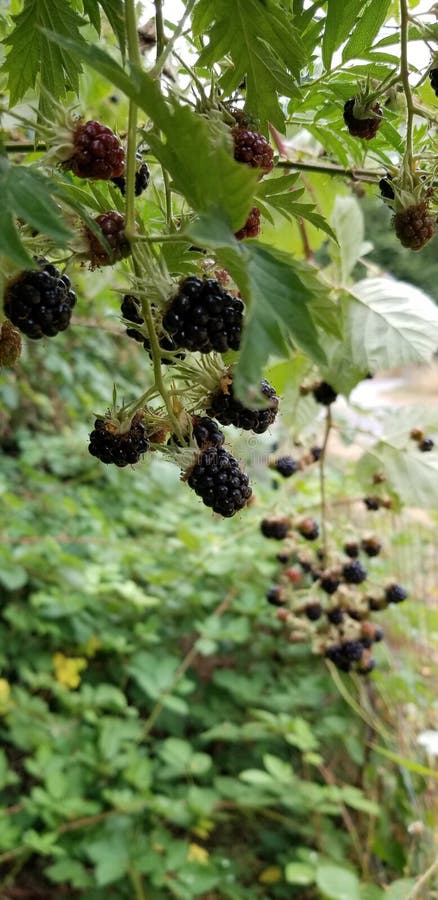 Himalayan Blackberries in the Pacific Northwest Stock Photo - Image of ...