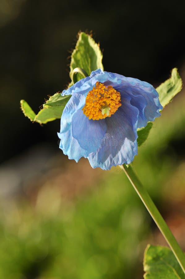 Himalayan blue poppy stock photo. Image of himalayan - 14035542