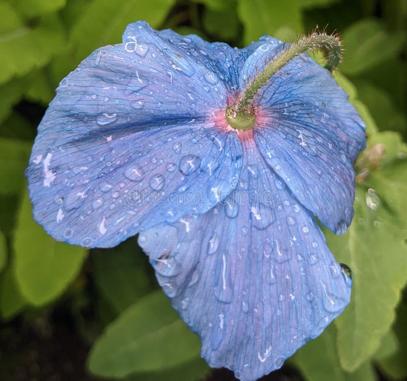 Himalayan blue poppy stock image. Image of gardens, himalayan - 249248471