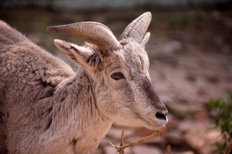 Himalayan Blue Sheep stock image. Image of mammal, wool - 14683265