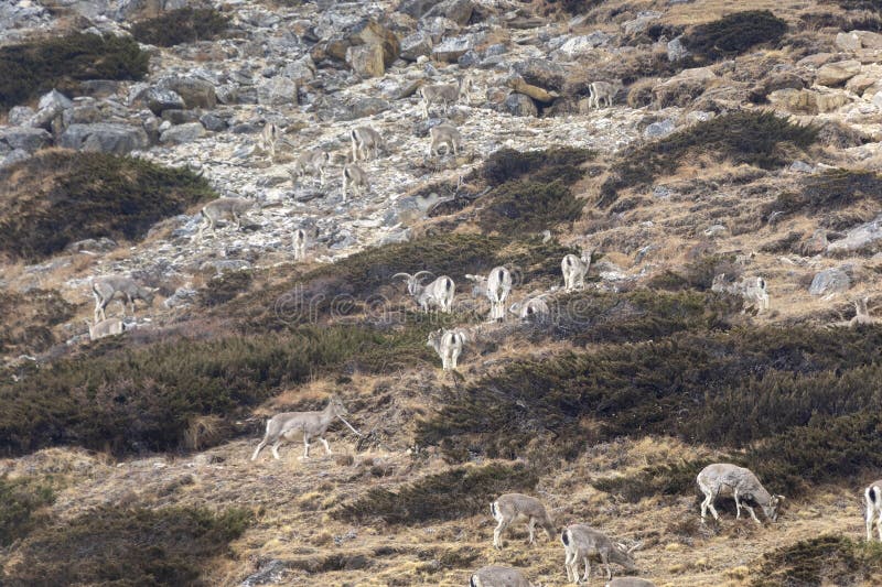 Himalayan Blue Sheep Graze Mountain Stock Photos - Free & Royalty-Free ...