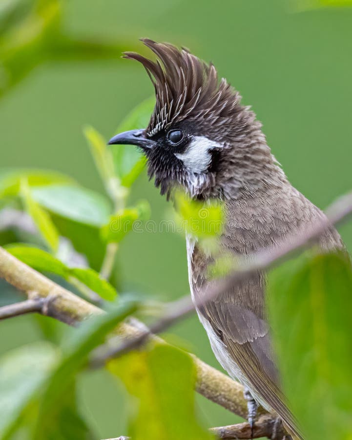 A Himalayan Bulbul stock image. Image of himalayan, garden - 276599173