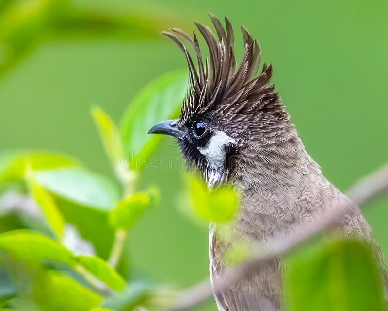 A Himalayan Bulbul stock image. Image of ornithology - 276598859