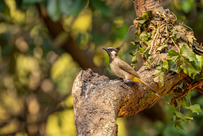 Himalayan Bulbul, stock image. Image of biodiversity - 354813795