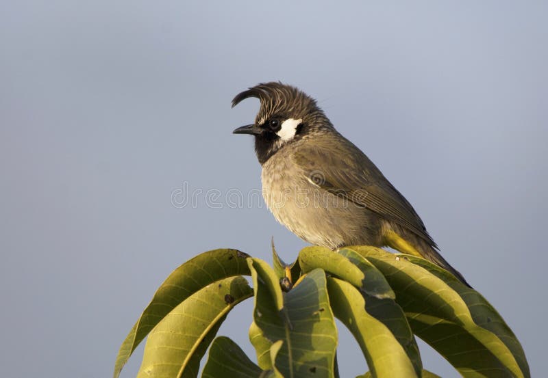 Himalayan Bulbul Pycnonotus Leucogenys Stock Photo - Image of ...