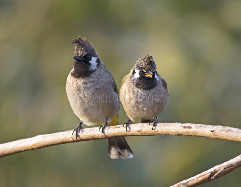 Himalayan Bulbul Pycnonotus Leucogenys Stock Photo - Image of adult ...