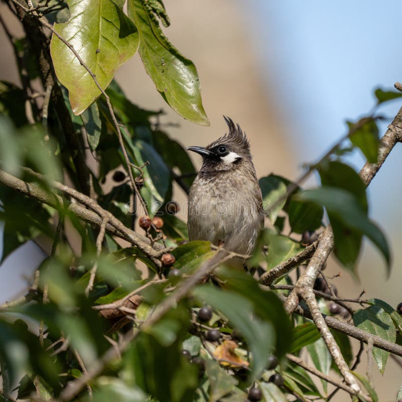 Himalayan Bulbul in a Tree stock image. Image of songbird - 306364997