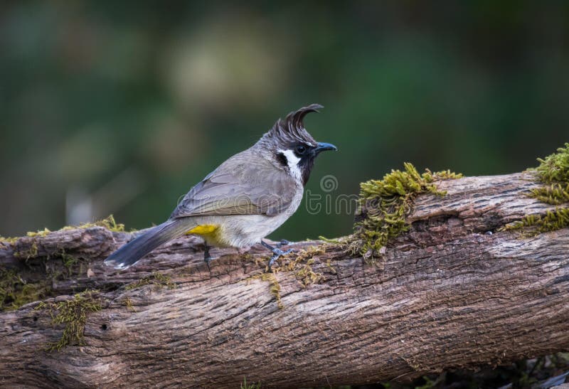 Himalayan Bulbul or White -cheeked Bulbul. Stock Photo - Image of ...