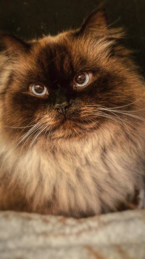 Himalayan Cat stock image. Image of beautiful, male, himalayan - 71782197