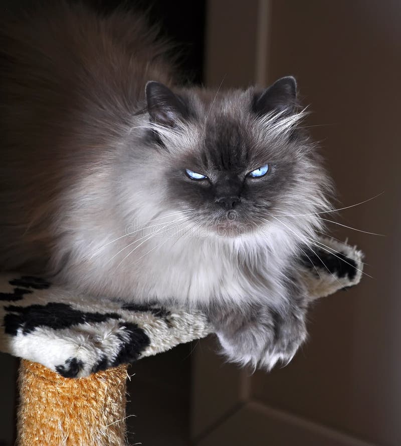 Himalayan cat stock image. Image of relax, habitat, siamese - 93973261
