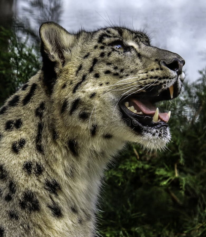 Snow Leopard Face stock image. Image of hunt, detail - 104945729
