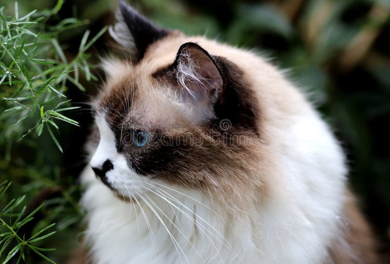 Cute Himalayan Cat Exploring the Garden Stock Image - Image of brown ...