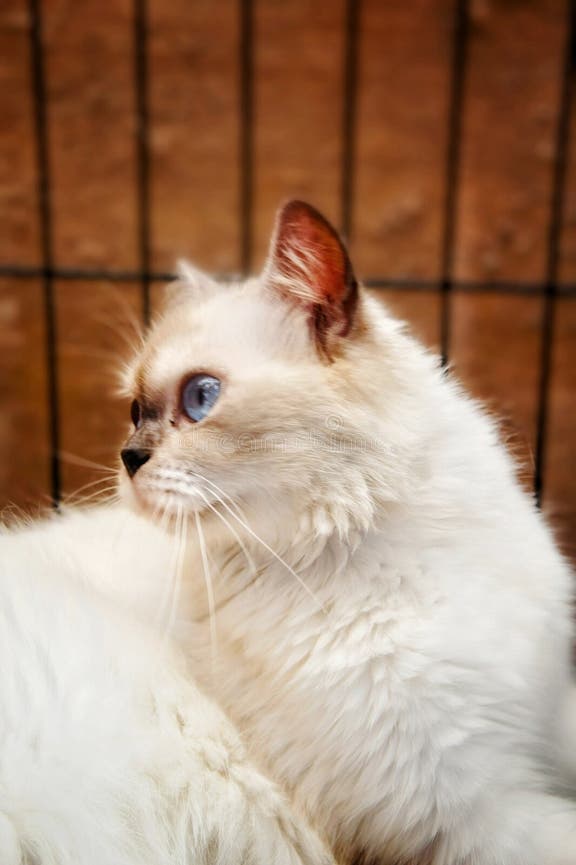 A Himalayan Cat. a Fluffy, Cream-colored Cat with Striking Blue Eyes ...