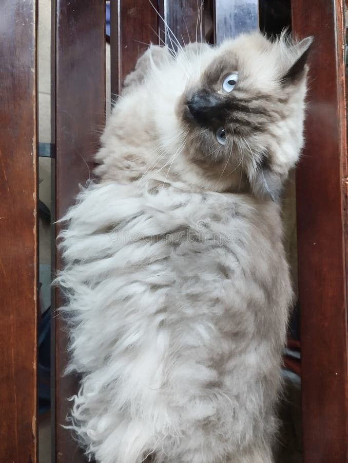 Himalayan Cat Sitting on the Chair Stock Photo - Image of wildcat ...