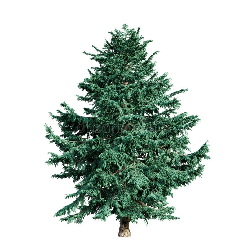 3d Illustration of Cedrus Atlantica Glauca Fastigiata Tree Isolated on ...