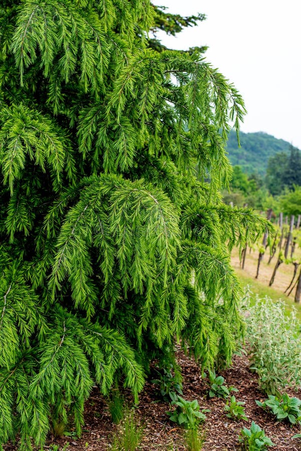 Himalayan Cedar (Cedrus Deodara). Young Bright Green Needles of ...