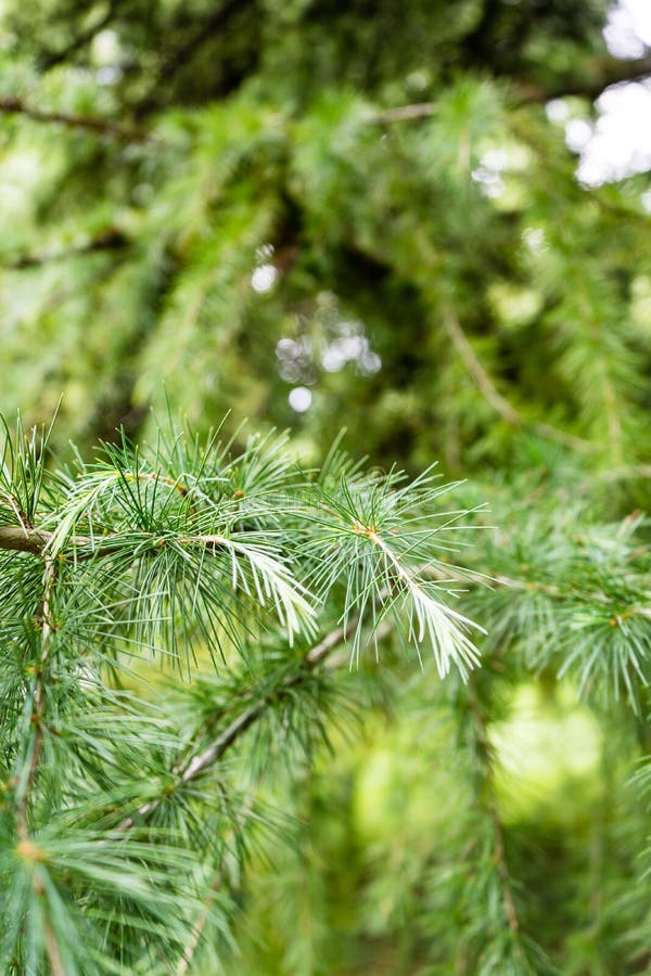 Himalayan Cedar Close Up Photo Cedrus Deodara Stock Photo - Image of ...