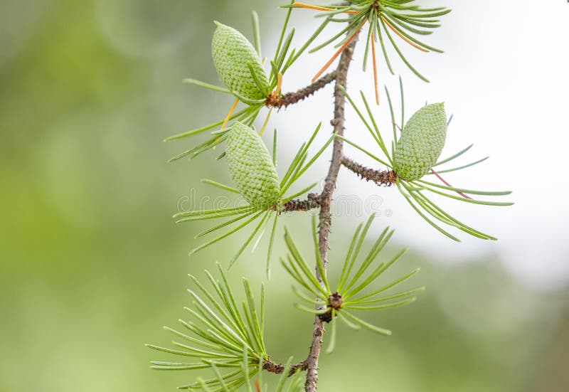 Himalayan cedar closeup stock image. Image of pine, garden - 309893699