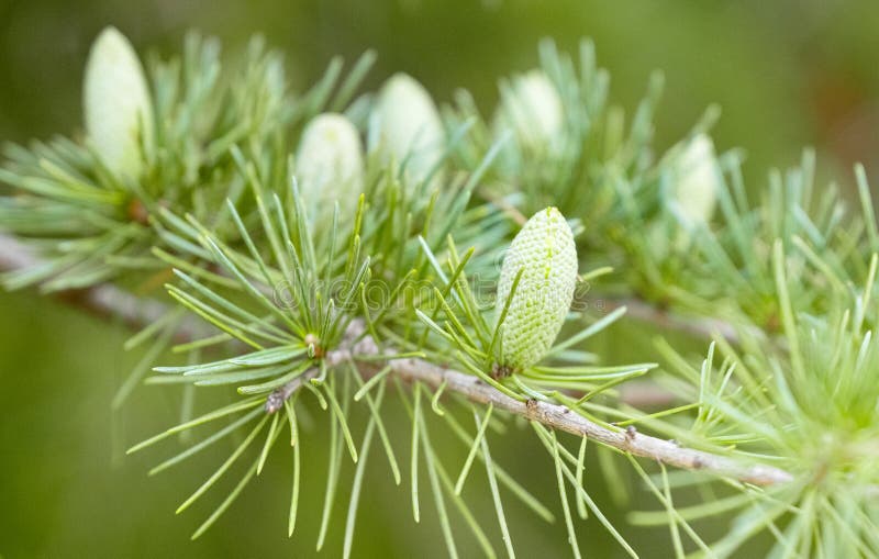 Himalayan cedar closeup stock image. Image of botanical - 309893725