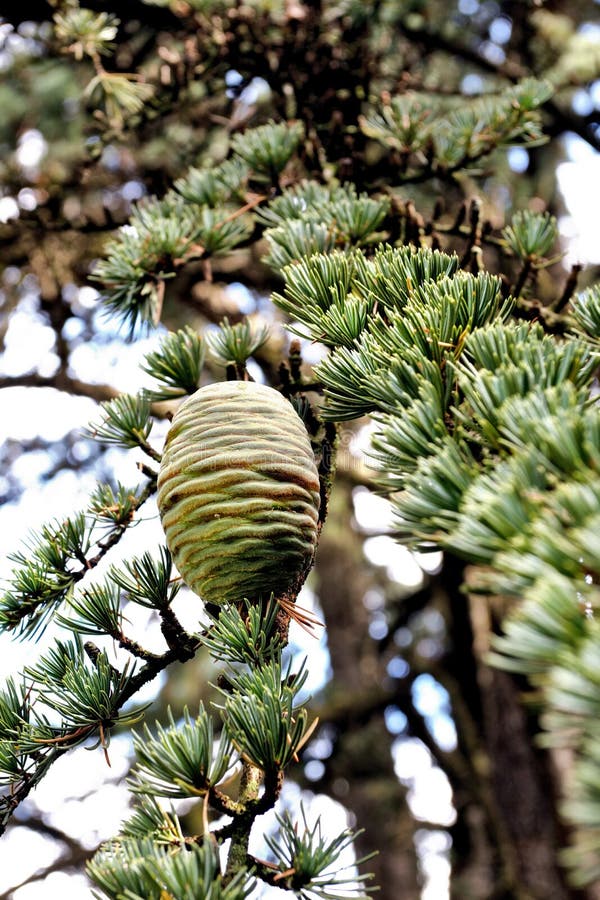 Himalayan Cedar or Deodar Cedar Stock Image - Image of flora ...