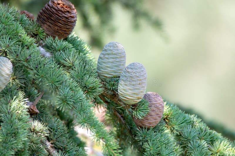 Himalayan Cedar Trees Cedrus Deodara, Deodar in Spring Day in Arboretum ...