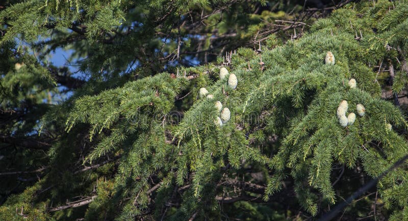 Himalayan Cedar or Pine Tree with Blue Cones Stock Image - Image of ...