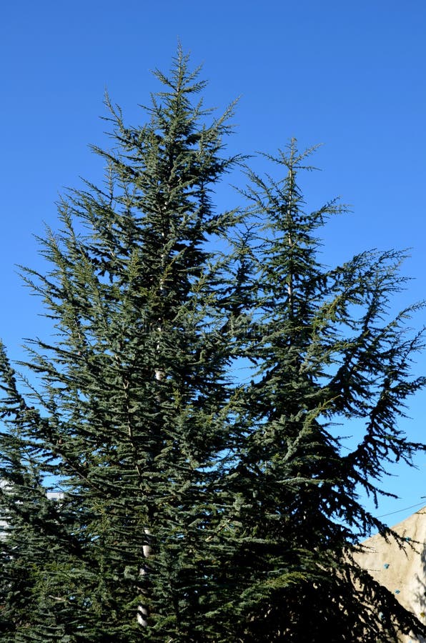 Pyramidal Cedar Stock Photos - Free & Royalty-Free Stock Photos from ...