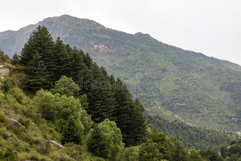 Himalayan Cedar Tree Forest in Pakistan Stock Image - Image of cedrus ...