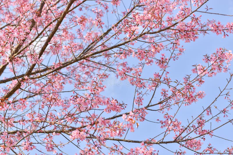 Himalayan Cherry Blossom , Also Call Sakura Pink Color with Blue Stock ...