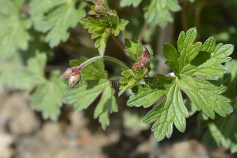 Himalayan Cranesbill Plenum Stock Photo - Image of double, geranium ...