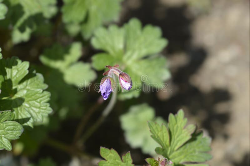 Himalayan Cranesbill Plenum Stock Photo - Image of plant, plenum: 310907662