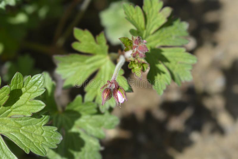 Himalayan Cranesbill Plenum Stock Photo - Image of garden, plenum ...