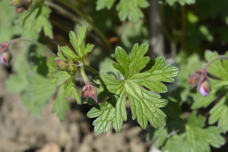Himalayan Cranesbill Plenum Stock Image - Image of botany, close: 255053995