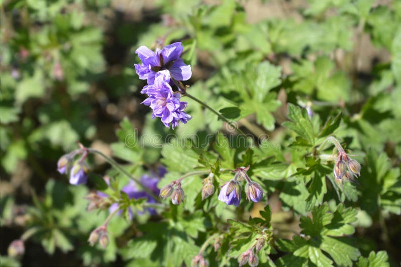 Himalayan Cranesbill Plenum Stock Image - Image of plenum, garden ...